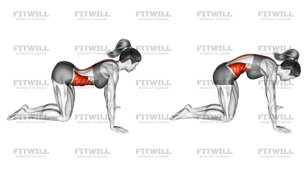 Cat Pose: Exercise Guide, Techniques, Benefits, How to, Muscles Worked ...