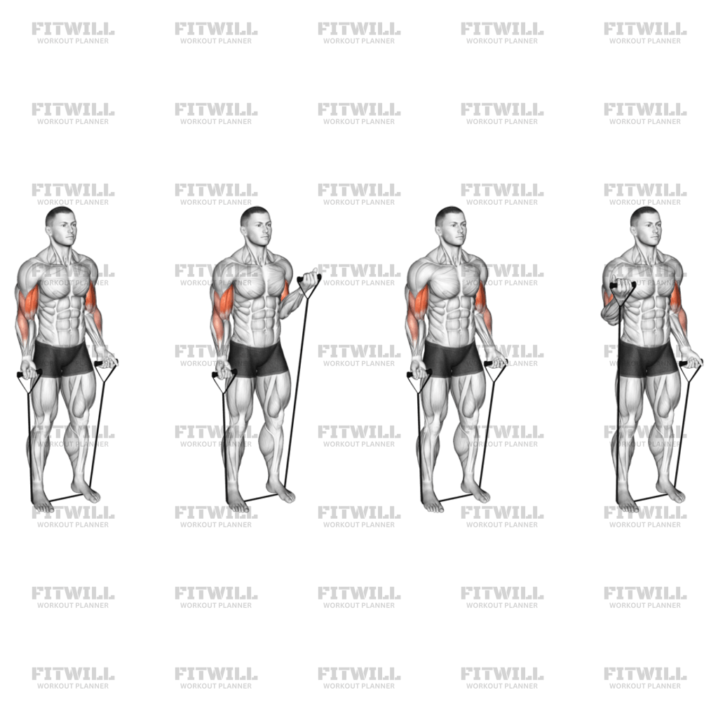 Curl De Bíceps Alternado Con Banda: Video de Ejercicio | Fitwill