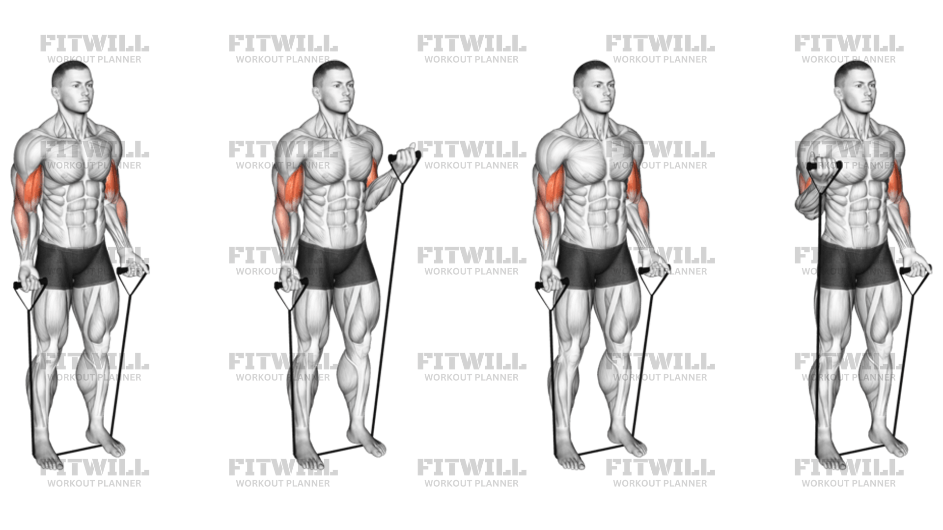 Curl Alternado De Bíceps Con Banda: Video de Ejercicio | Fitwill