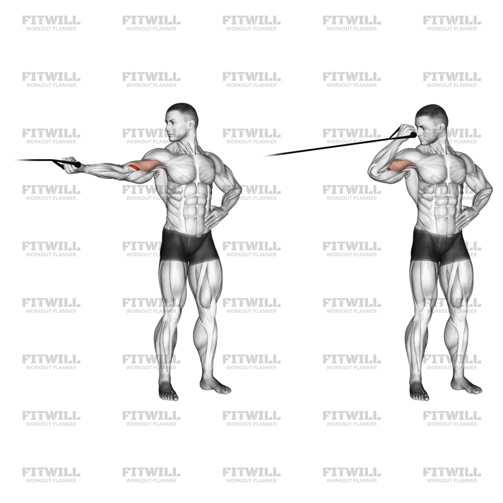Band One Arm Overhead Biceps Cur: Exercise Guide, Video, Techniques ...