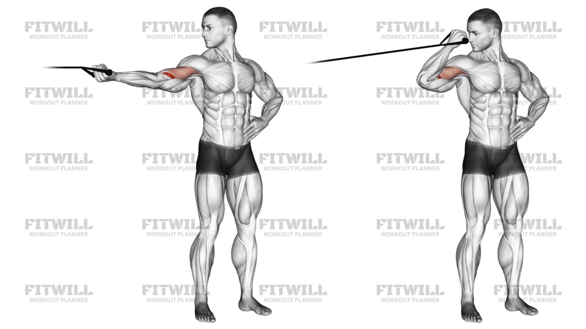 Band One Arm Overhead Biceps Cur: Exercise Guide, Video, Techniques ...