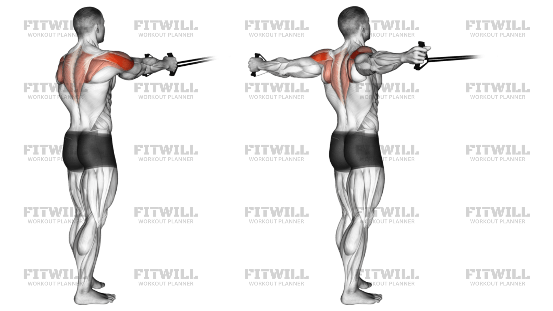 Band Reverse Fly: Exercise Guide, Video, Techniques, Benefits, How to ...