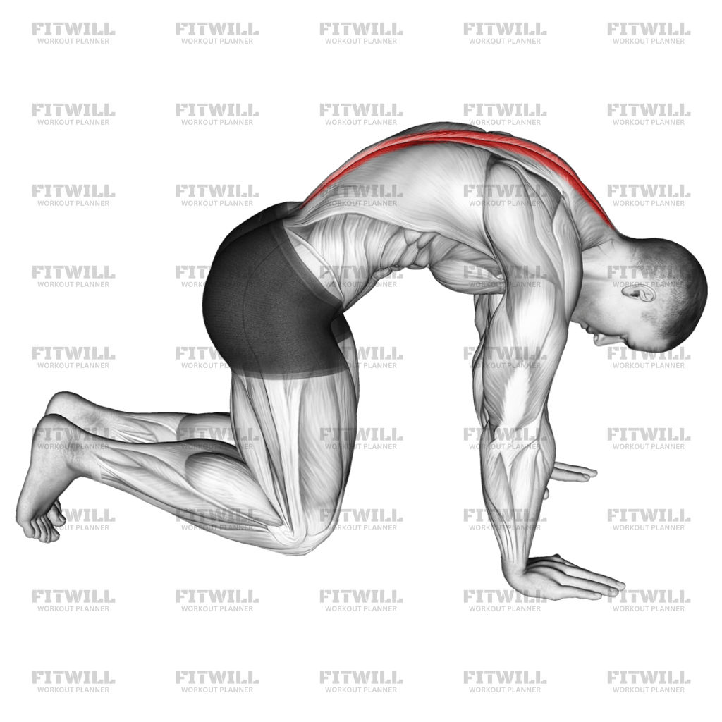 Cat Stretch: Exercise Guide, Video, Techniques, Benefits, How to ...