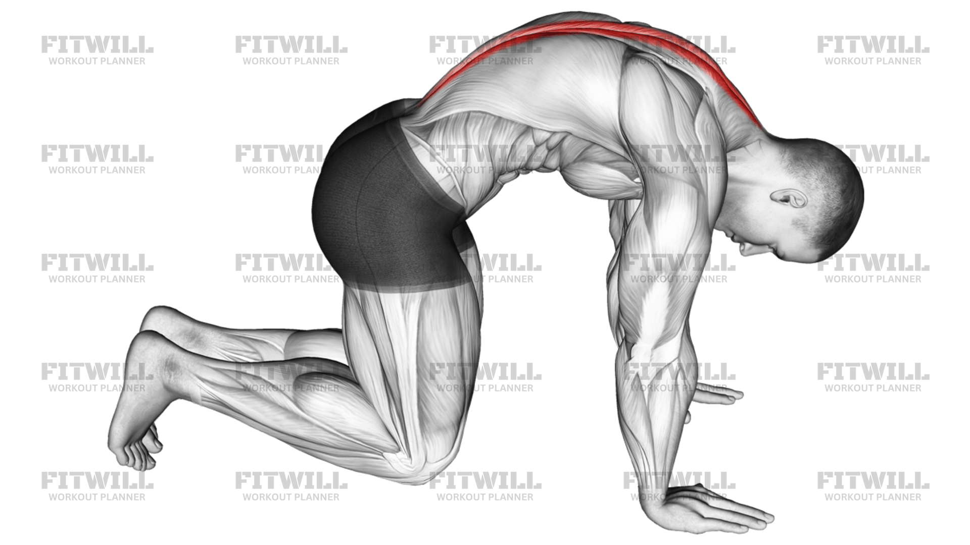 Cat Stretch: Exercise Guide, Video, Techniques, Benefits, How to ...