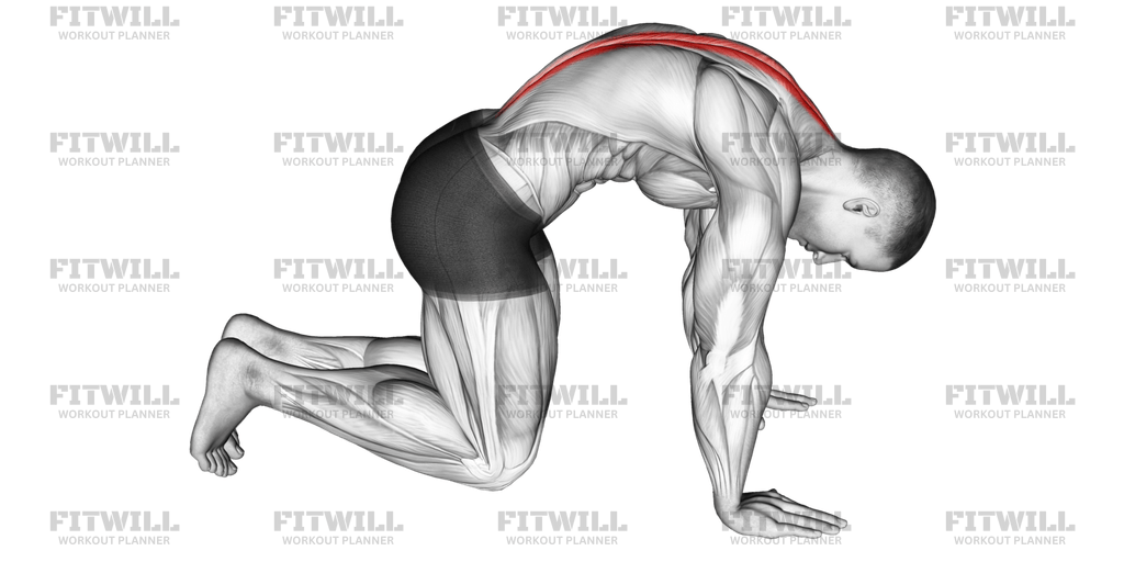 Cat Stretch: Exercise Guide, Video, Techniques, Benefits, How to ...