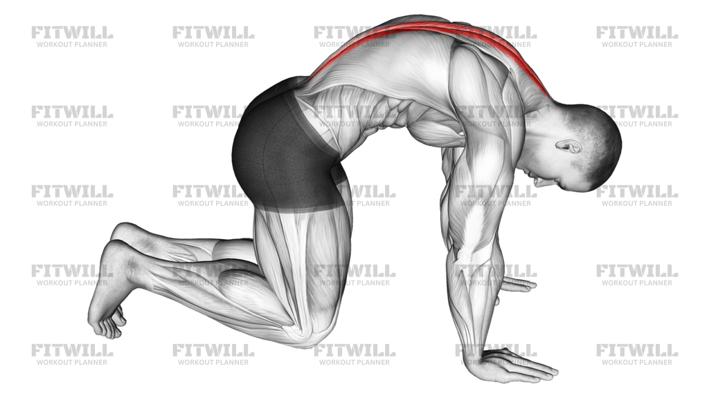 Cat Stretch: Exercise Guide, Video, Techniques, Benefits, How to ...