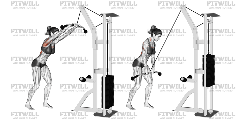 Cable Straight Arm Pulldown (version 2): Exercise Guide, Video ...