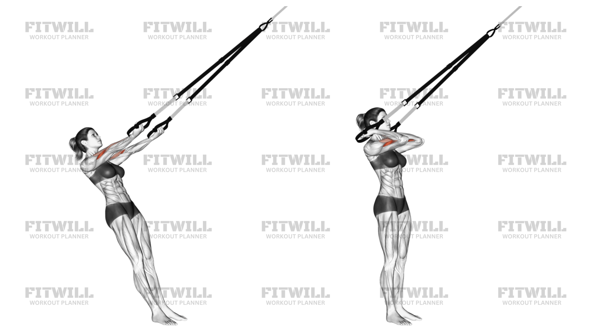 Suspension Arm Curl: Exercise Guide, Video, Techniques, Benefits, How ...