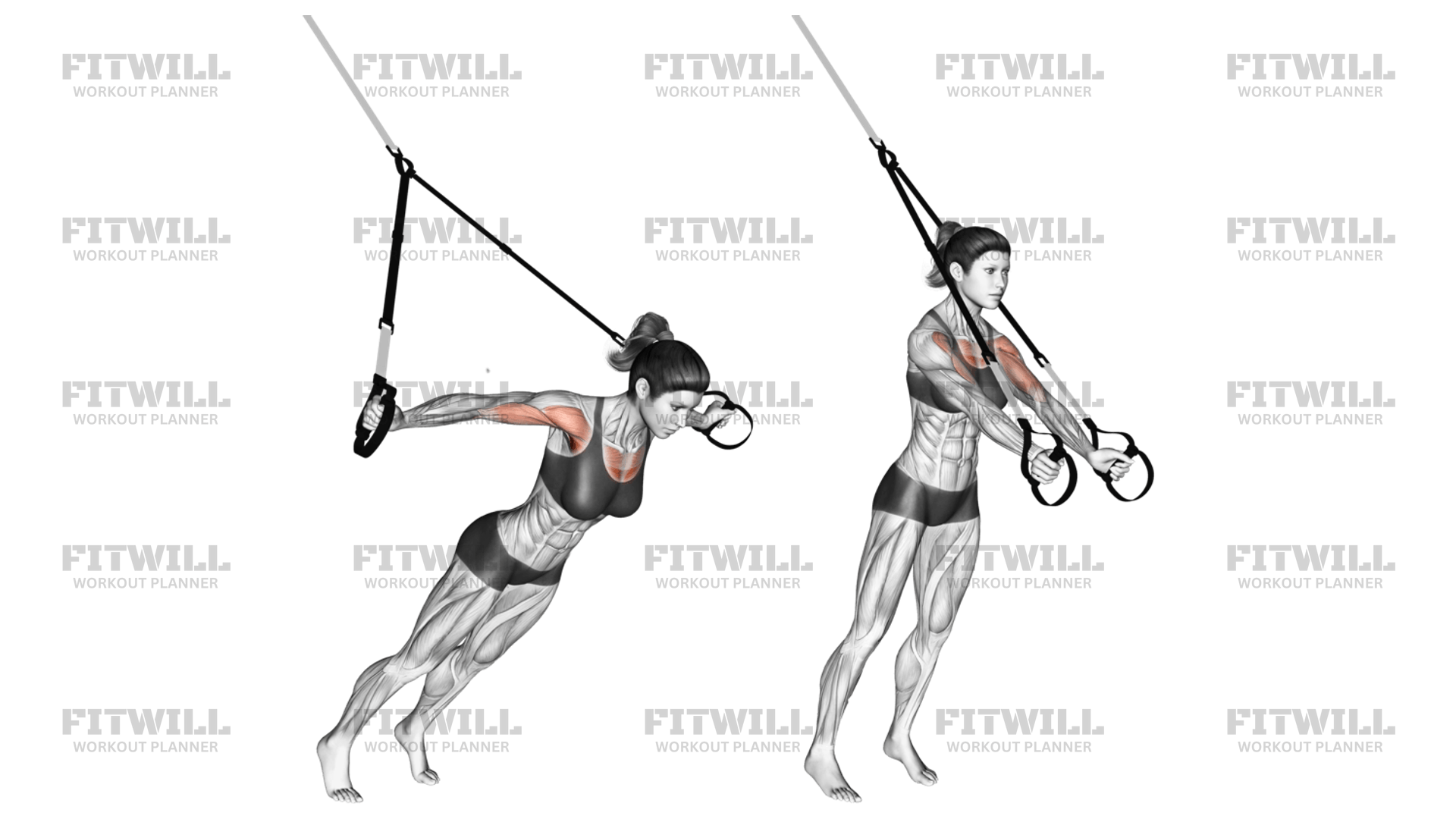 Suspension Fly: Exercise Guide, Video, Techniques, Benefits, How to, Muscles Worked, Tips ...