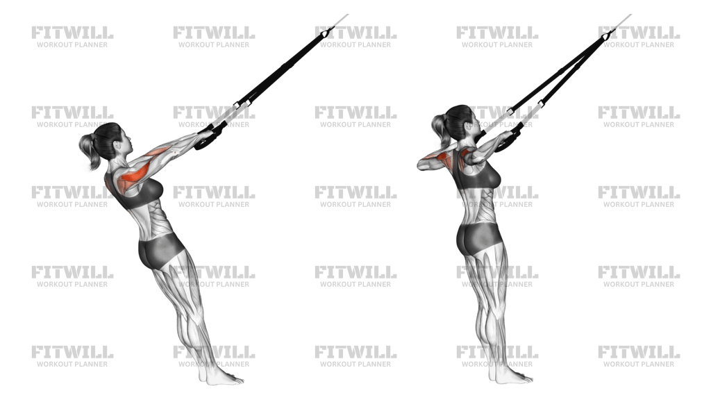 Remada Invertida Para Deltoide Posterior Com Suspensão: Guia de ...