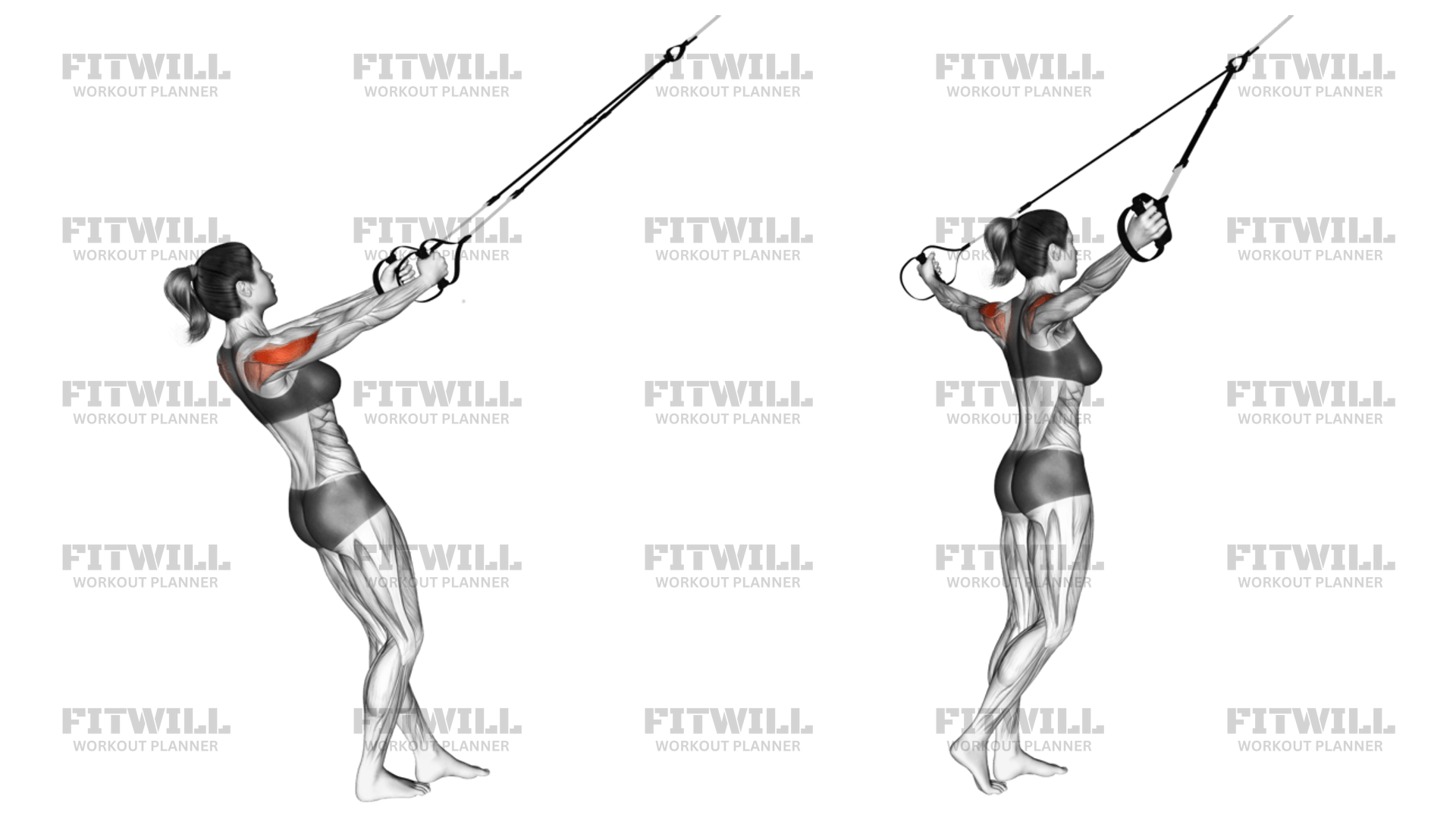 Suspension Reverse Fly: Exercise Guide, Video, Techniques, Benefits ...