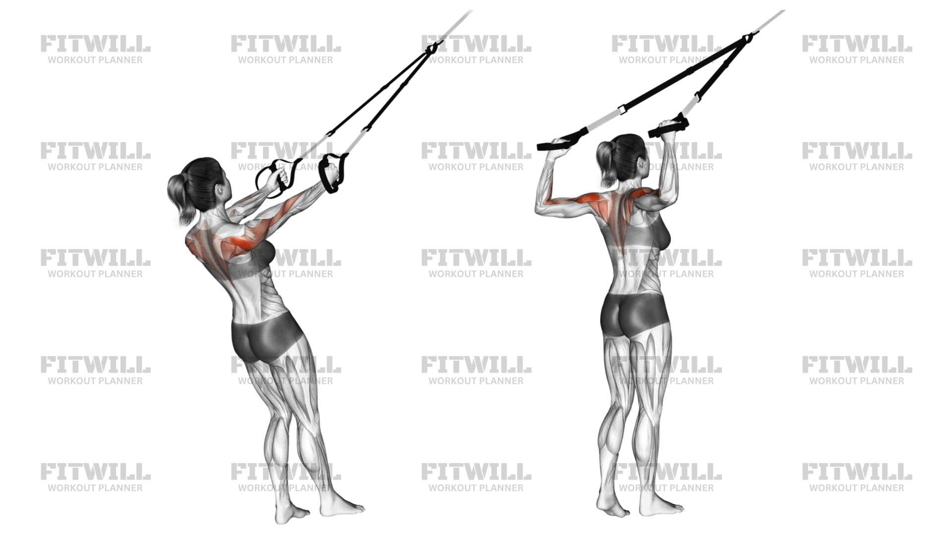 Face Pull Na Fita De Suspensão: Guia de Exercícios, Vídeo, Técnicas ...