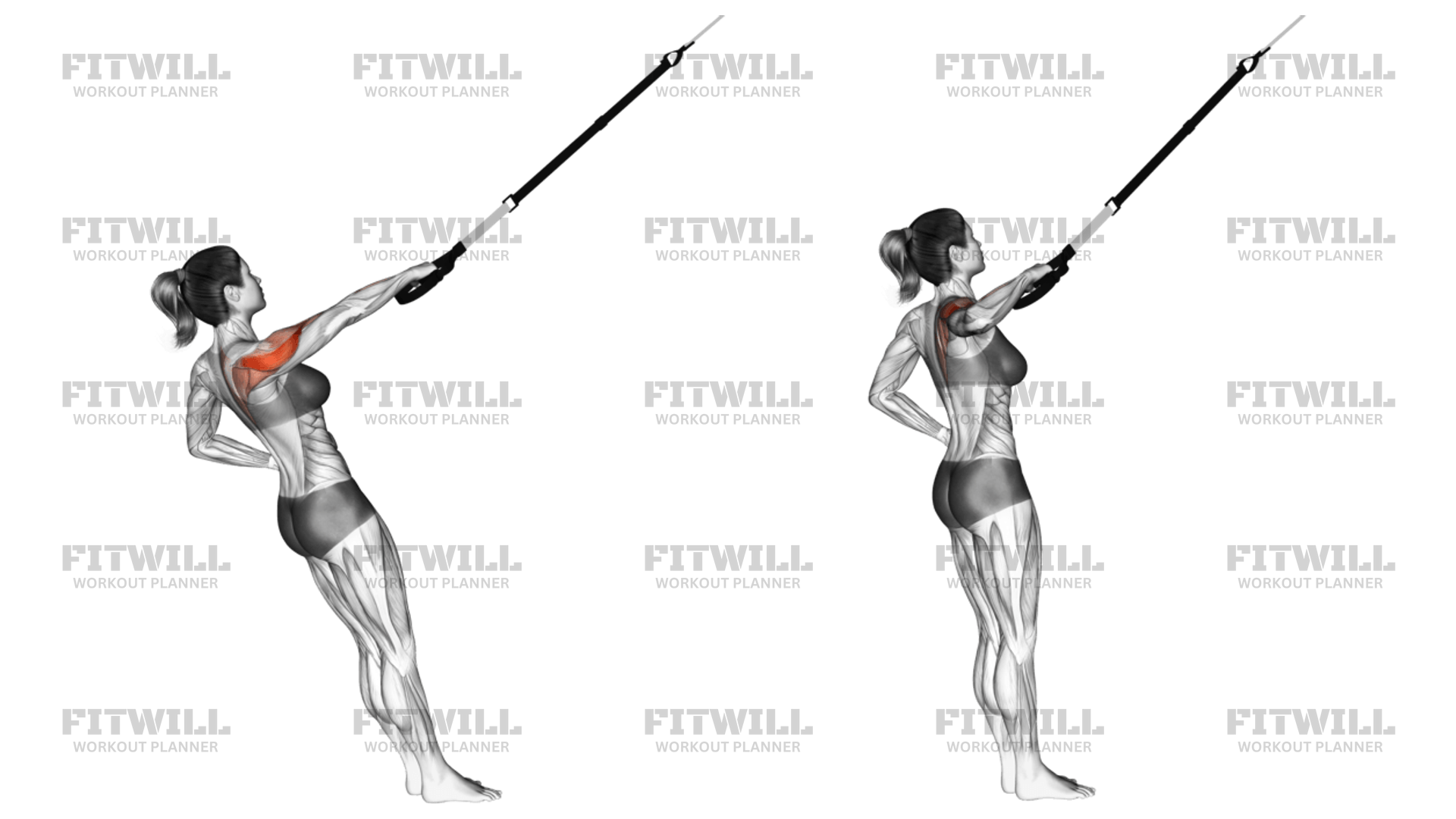 Suspension Single Arm Rear Delt Row: Exercise Guide, Video, Techniques ...