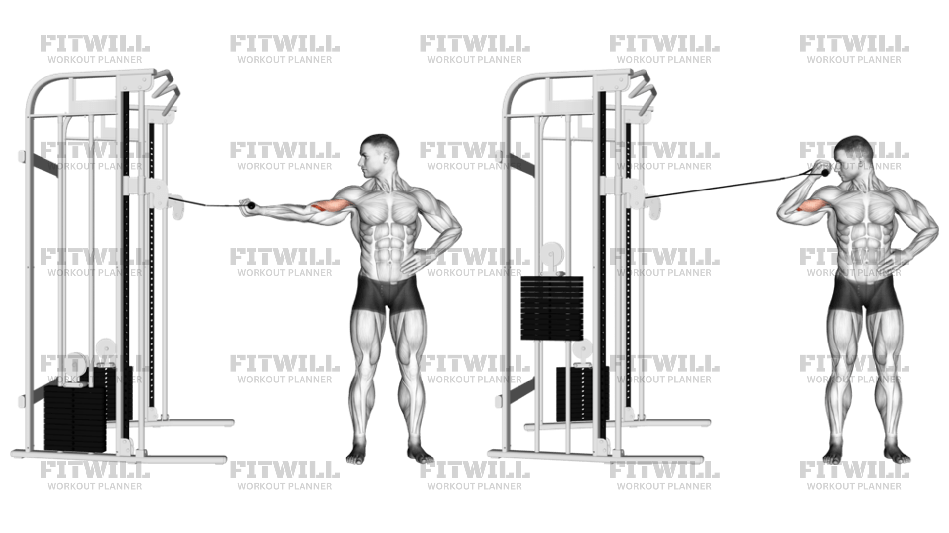 One Arm Inner Biceps Cable Curl: Exercise Guide, Video, Techniques ...