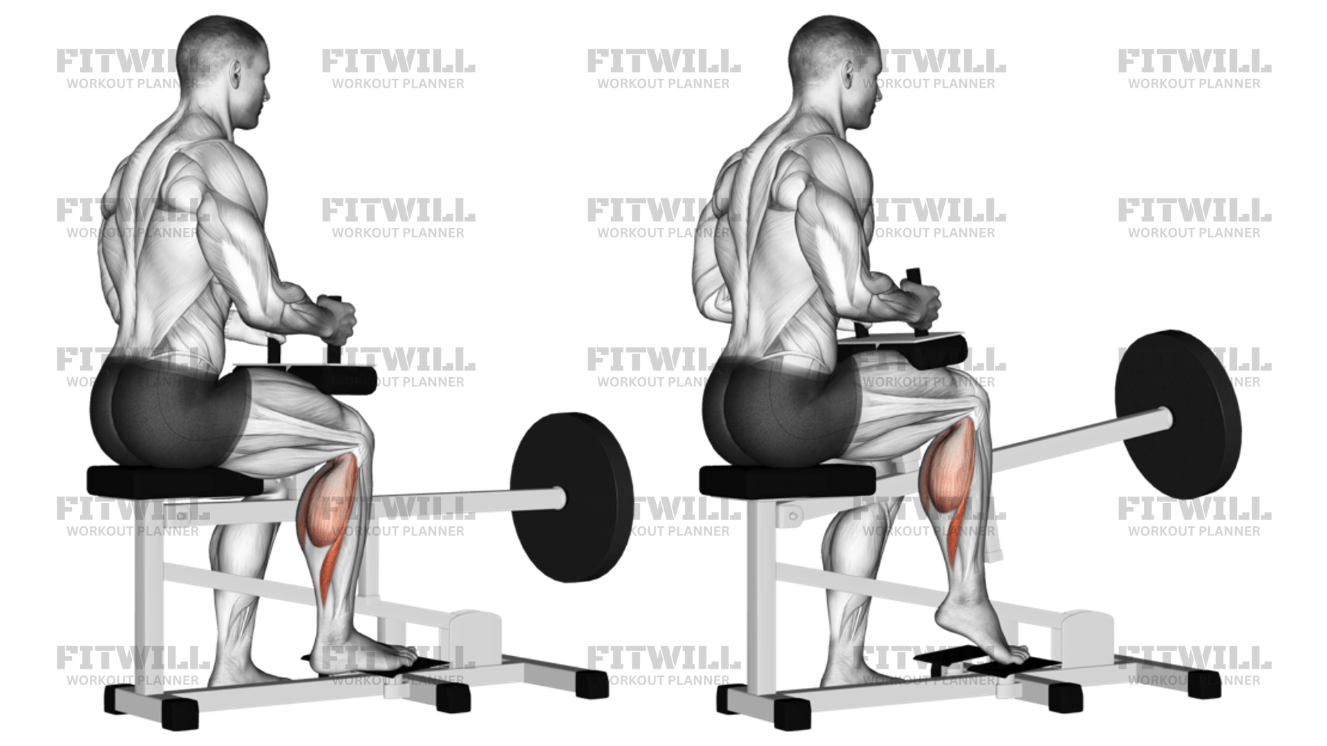 Lever Seated One Leg Calf Raise: Exercise Guide, Techniques, Benefits ...