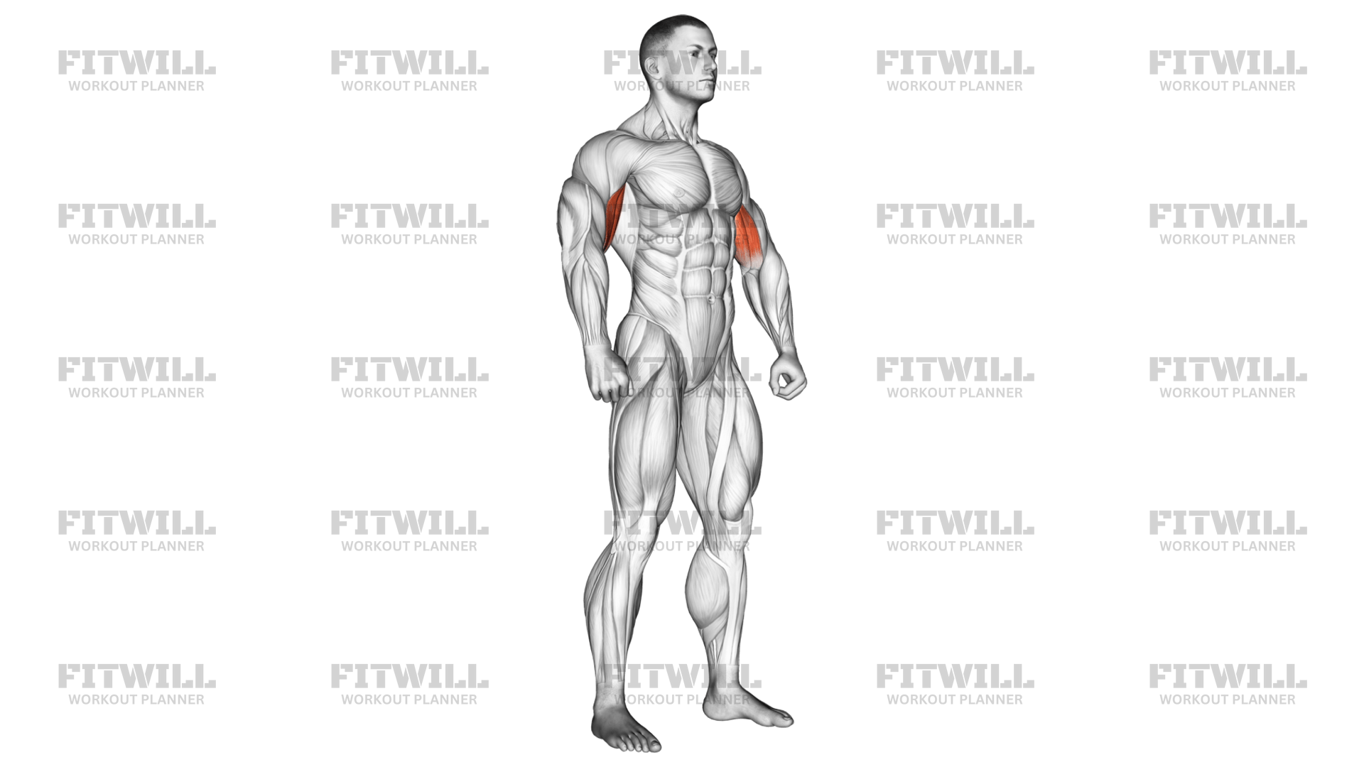 Body Muscle. Side Front View: Exercise Guide, Techniques, Benefits, How ...