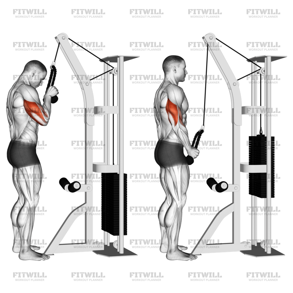 Cable Standing One Arm Tricep Pushdown (Overhand Grip): Exercise Guide ...