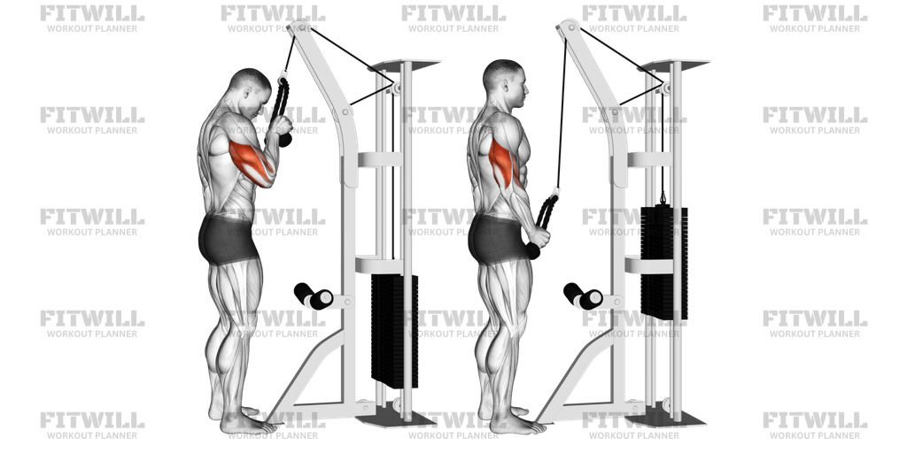 Cable Standing One Arm Tricep Pushdown (Overhand Grip): Exercise Guide ...