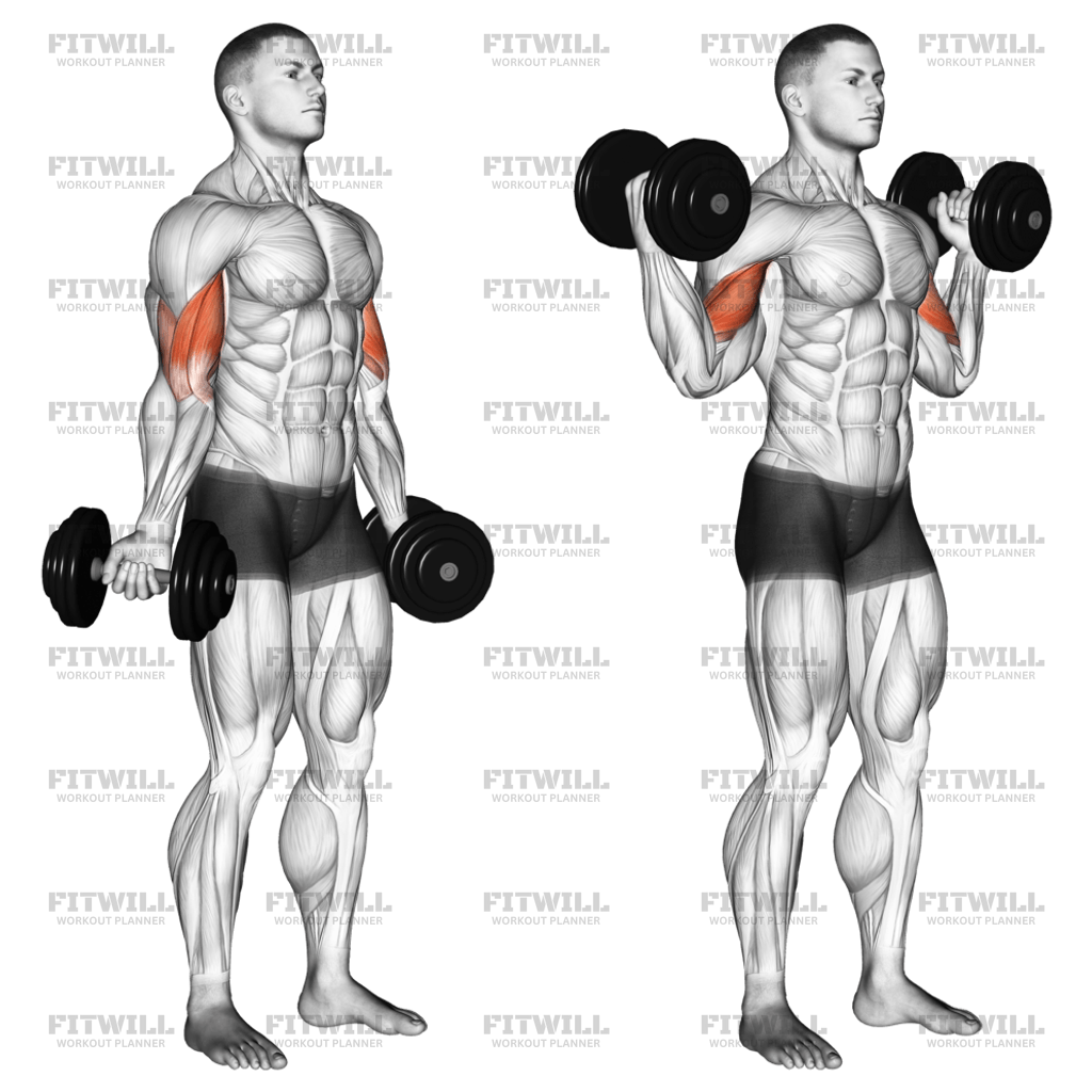 Dumbbell Standing Inner Biceps Curl: Exercise Guide, Video, Techniques ...