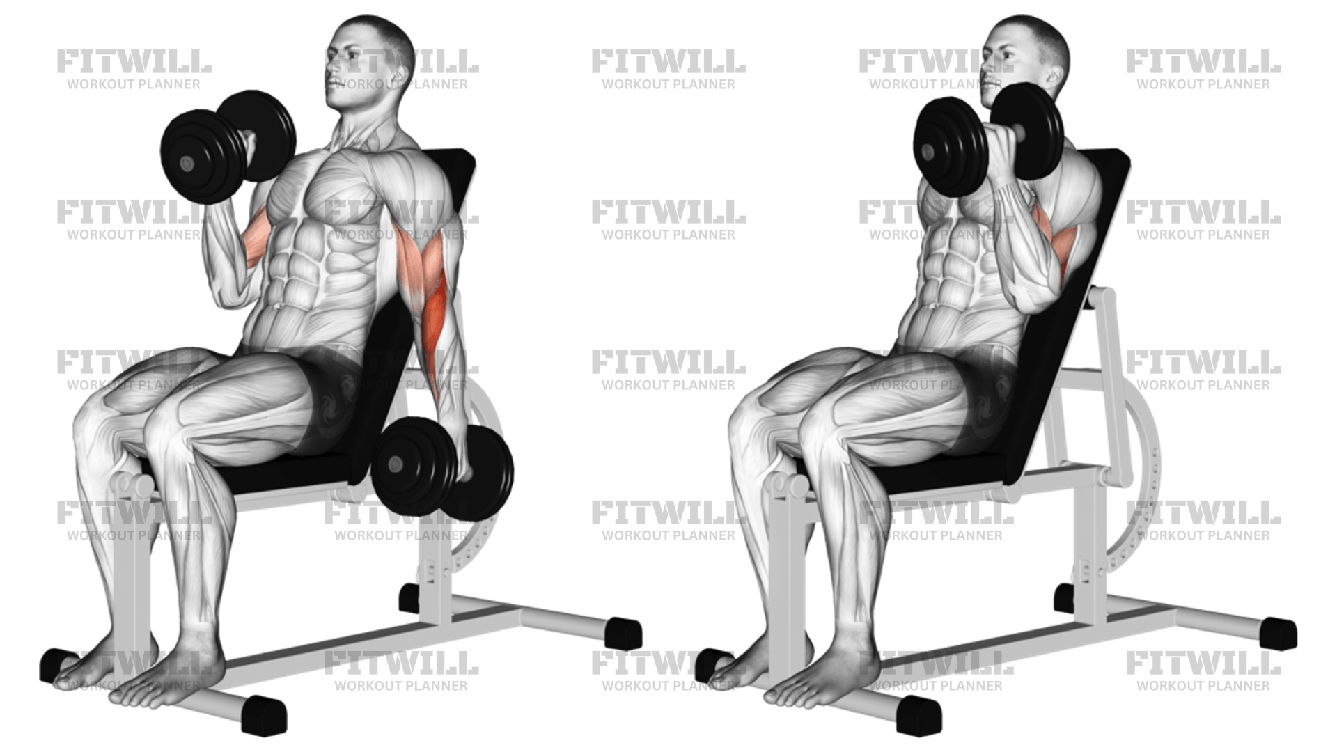 Curl Alterno Con Martillo En Banco Inclinado Con Mancuernas: Guía de ...