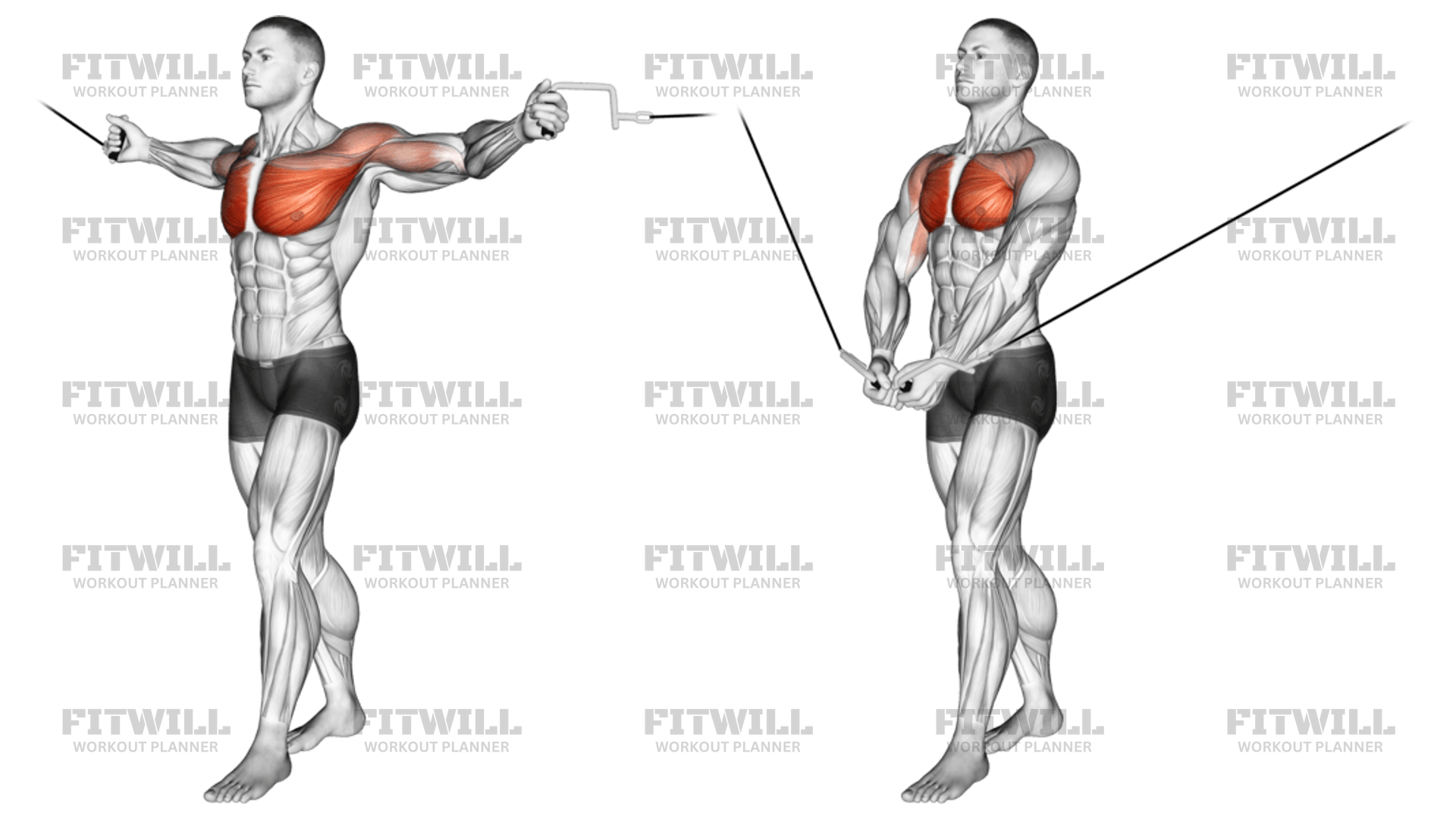 Cable Standing Up Straight Crossovers: Exercise Guide, Video ...