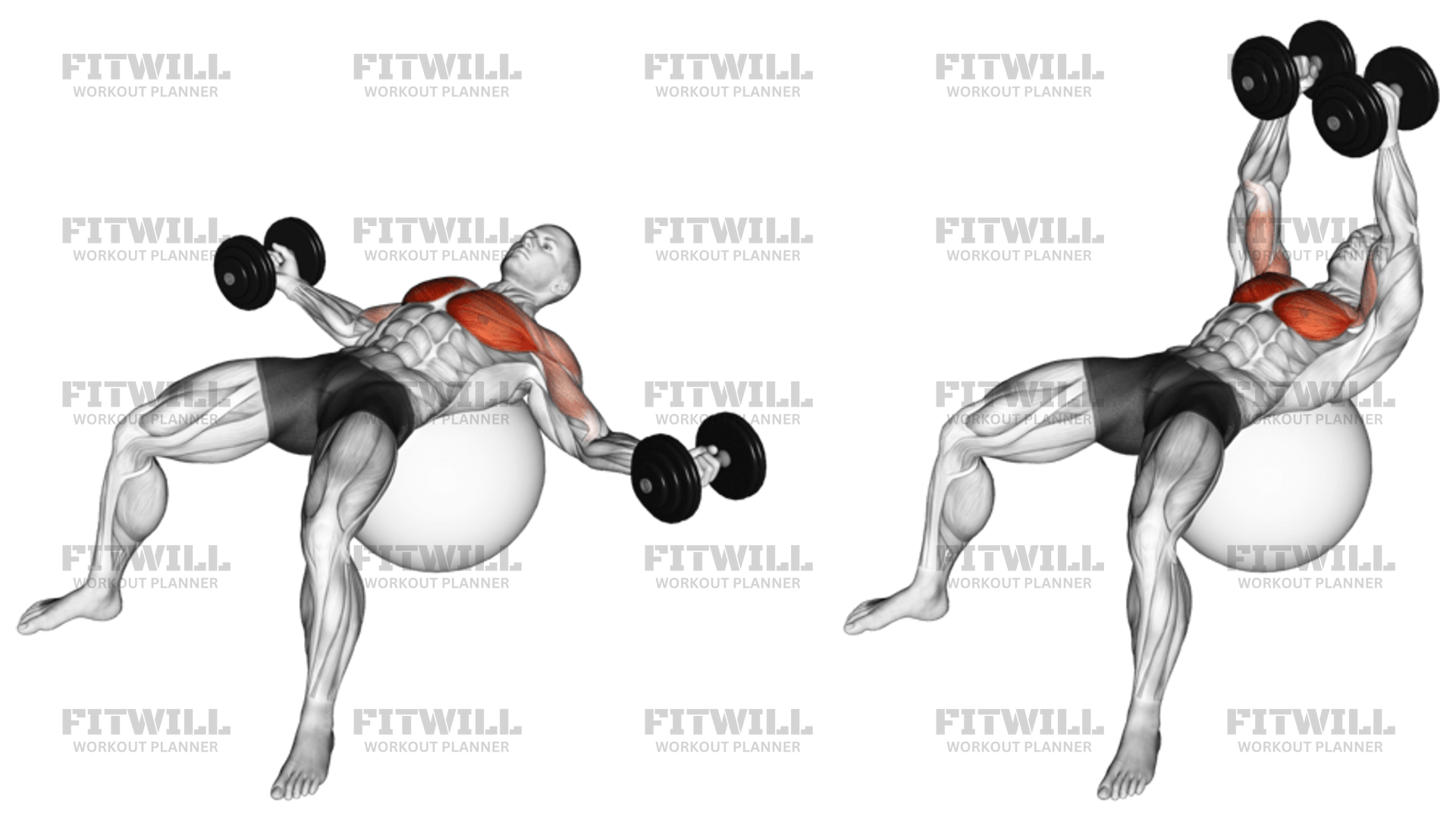 Dumbbell Fly On Exercise Ball: Exercise Guide, Video, Techniques ... Dumbbell Fly On Exercise Ball: Exercise Guide, Video, Techniques ...