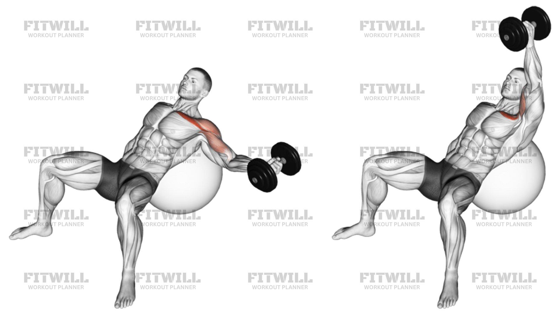 Dumbbell Incline One Arm Fly On Exercise Ball: Exercise Guide, Techniques, Benefits, How to ...