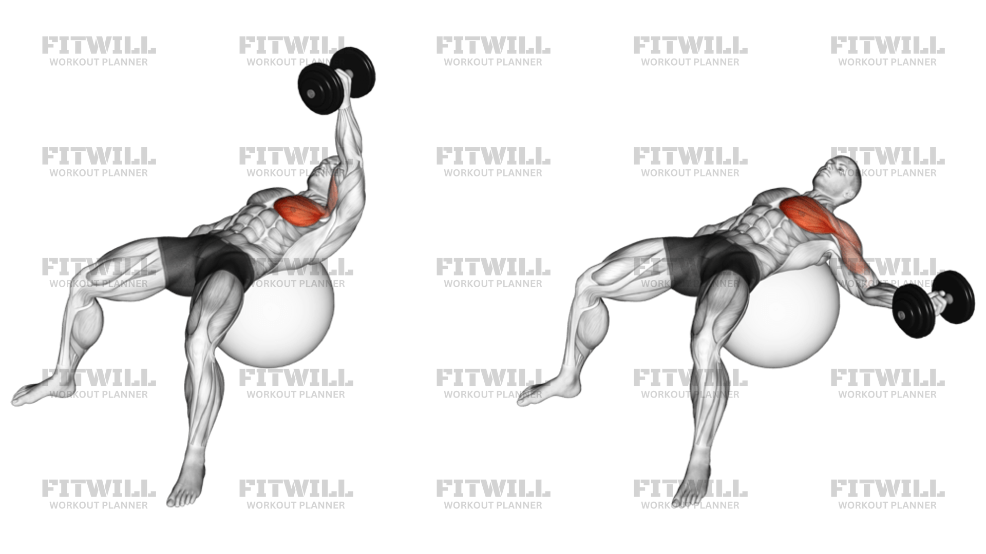 Dumbbell One Arm Fly On Exercise Ball: Exercise Guide, Techniques ...
