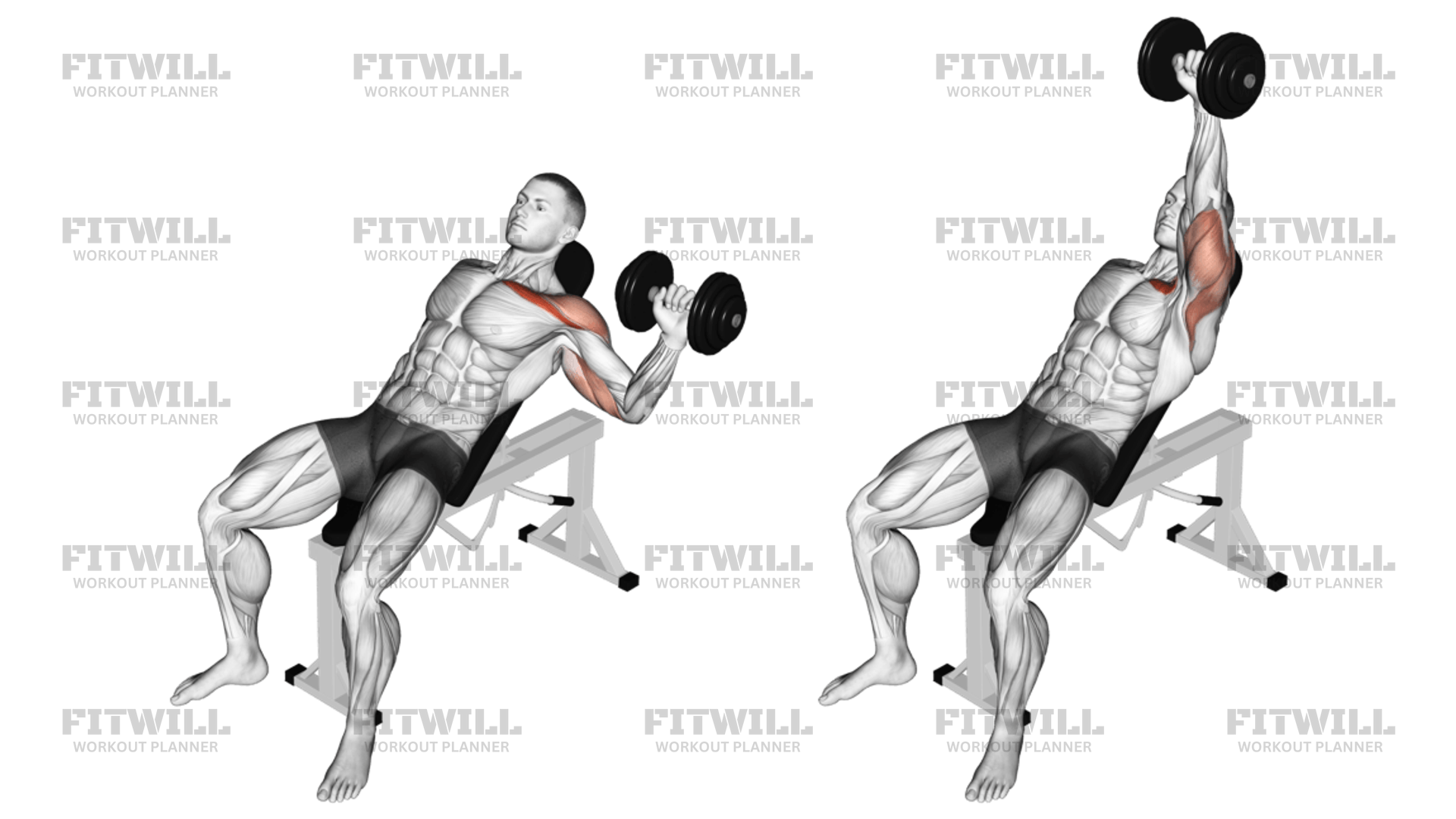 Press De Pecho Inclinado Con Mancuerna A Un Brazo: Guía de Ejercicios ...