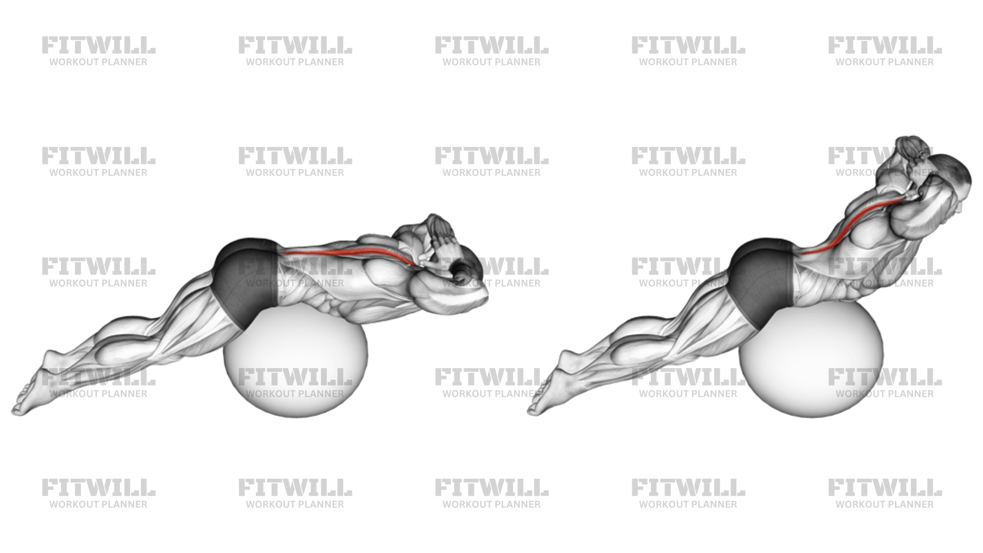 Back Extension On Exercise Ball: Exercise Guide, Video, Techniques ...