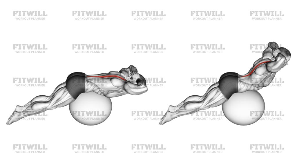 Back Extension On Exercise Ball: Exercise Video | Fitwill