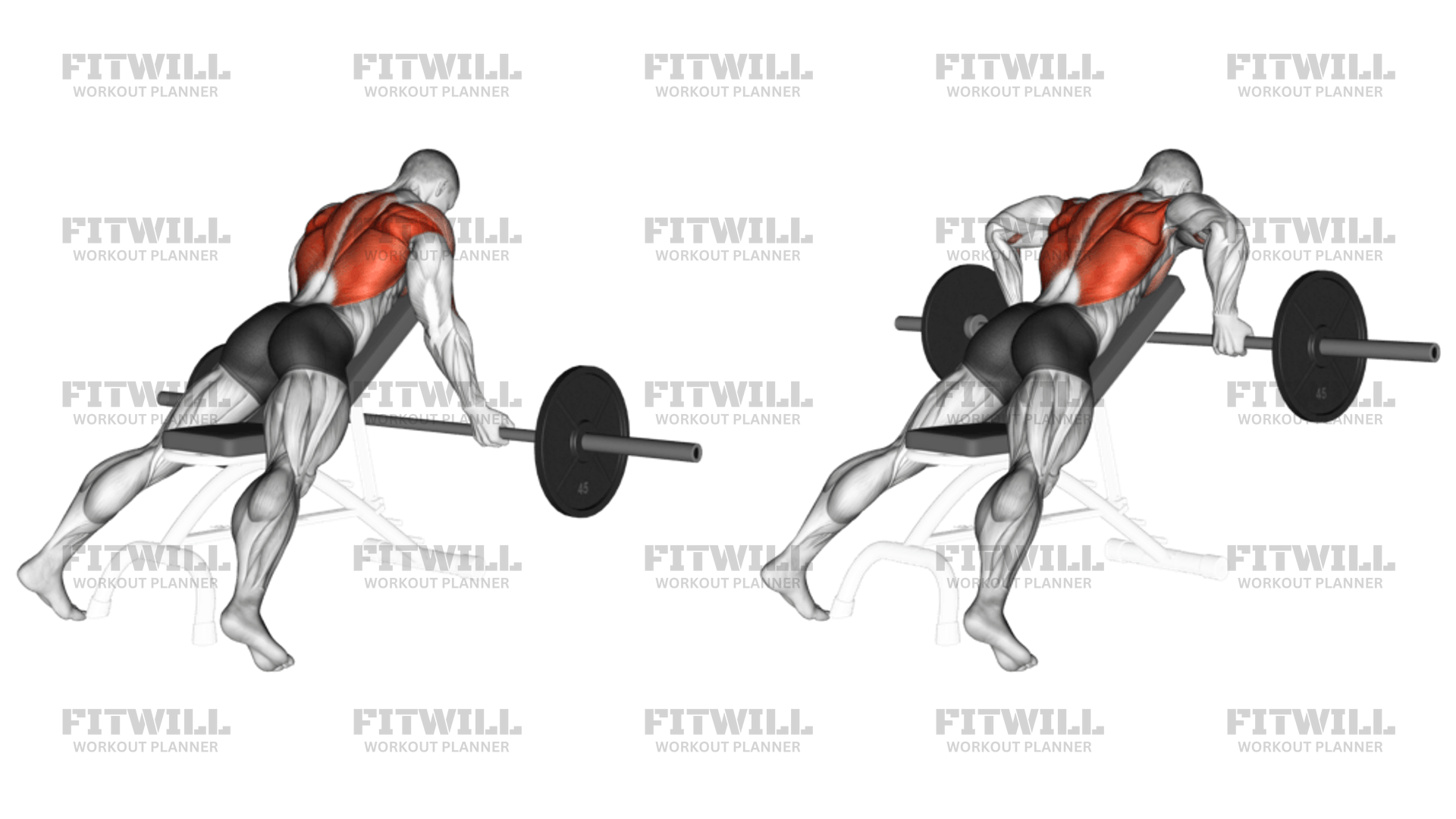 Barbell Reverse Grip Incline Bench Row: Exercise Guide, Video ...