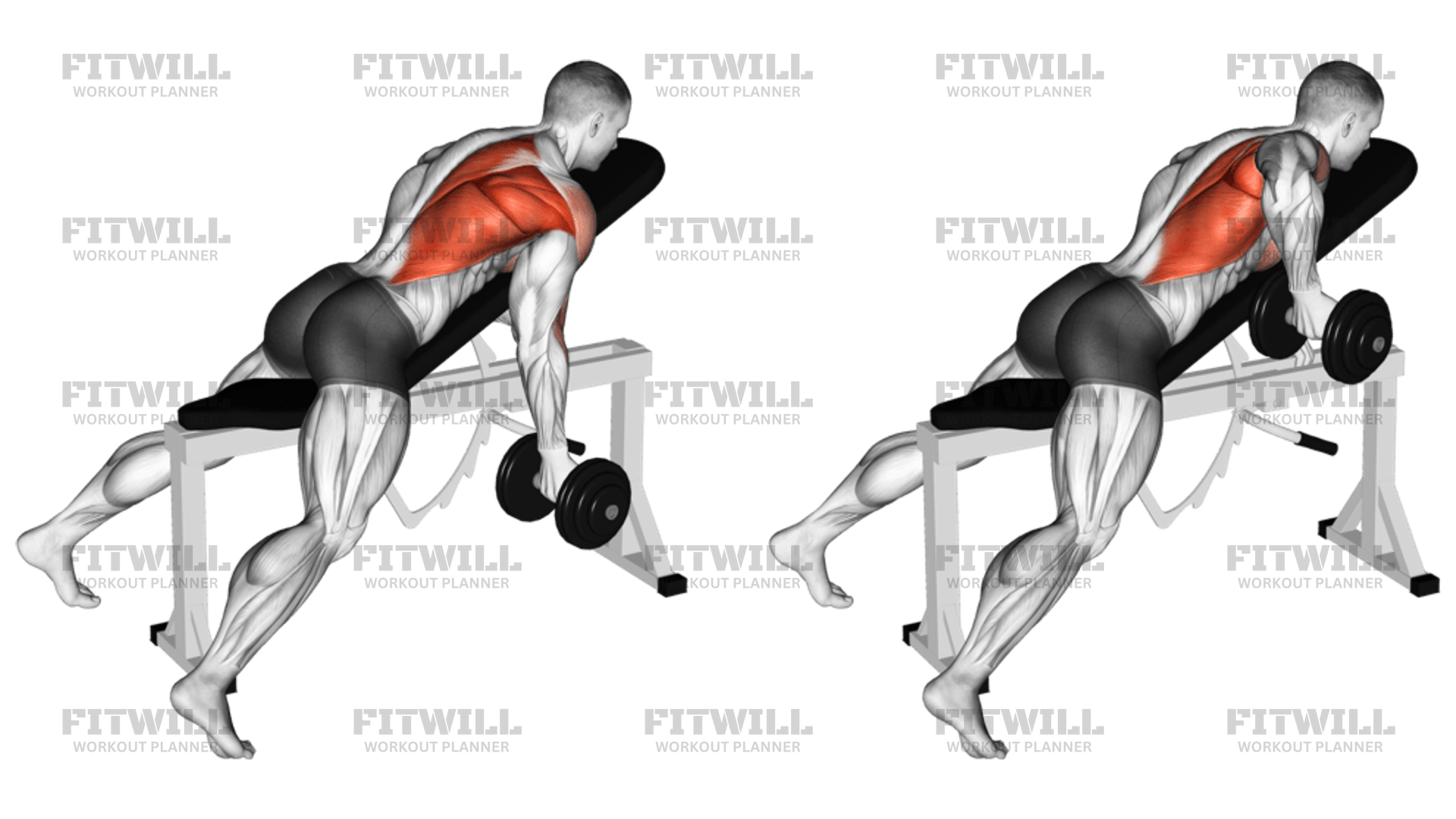 Dumbbell Reverse Grip Incline Bench One Arm Row: Exercise Guide ...