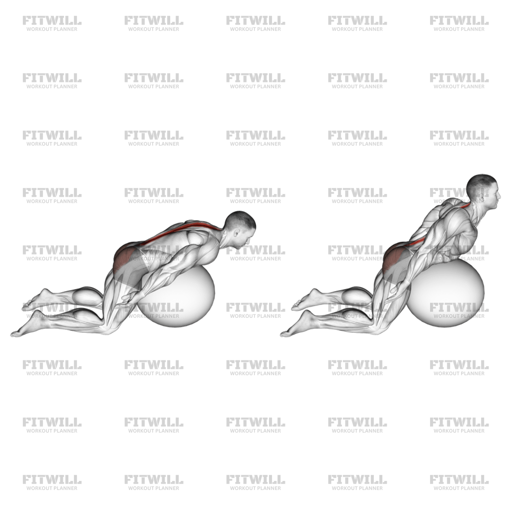 Extension Du Dos Sur Ballon D'exercice Avec Bras Tendus : Guide d ...