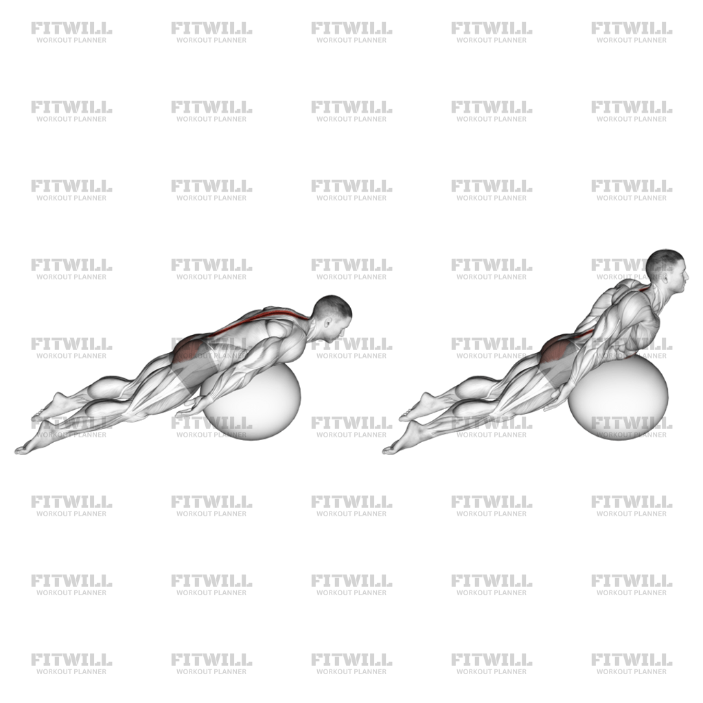 Exercise Ball Back Extension With Knees Off Ground: Exercise Guide ...