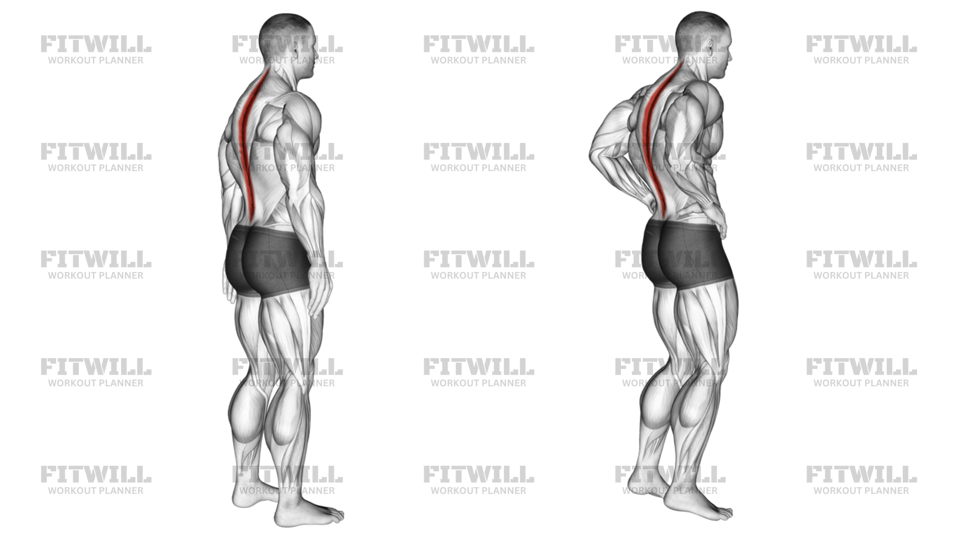 Standing Pelvic Tilt: Exercise Guide, Techniques, Benefits, How to ...