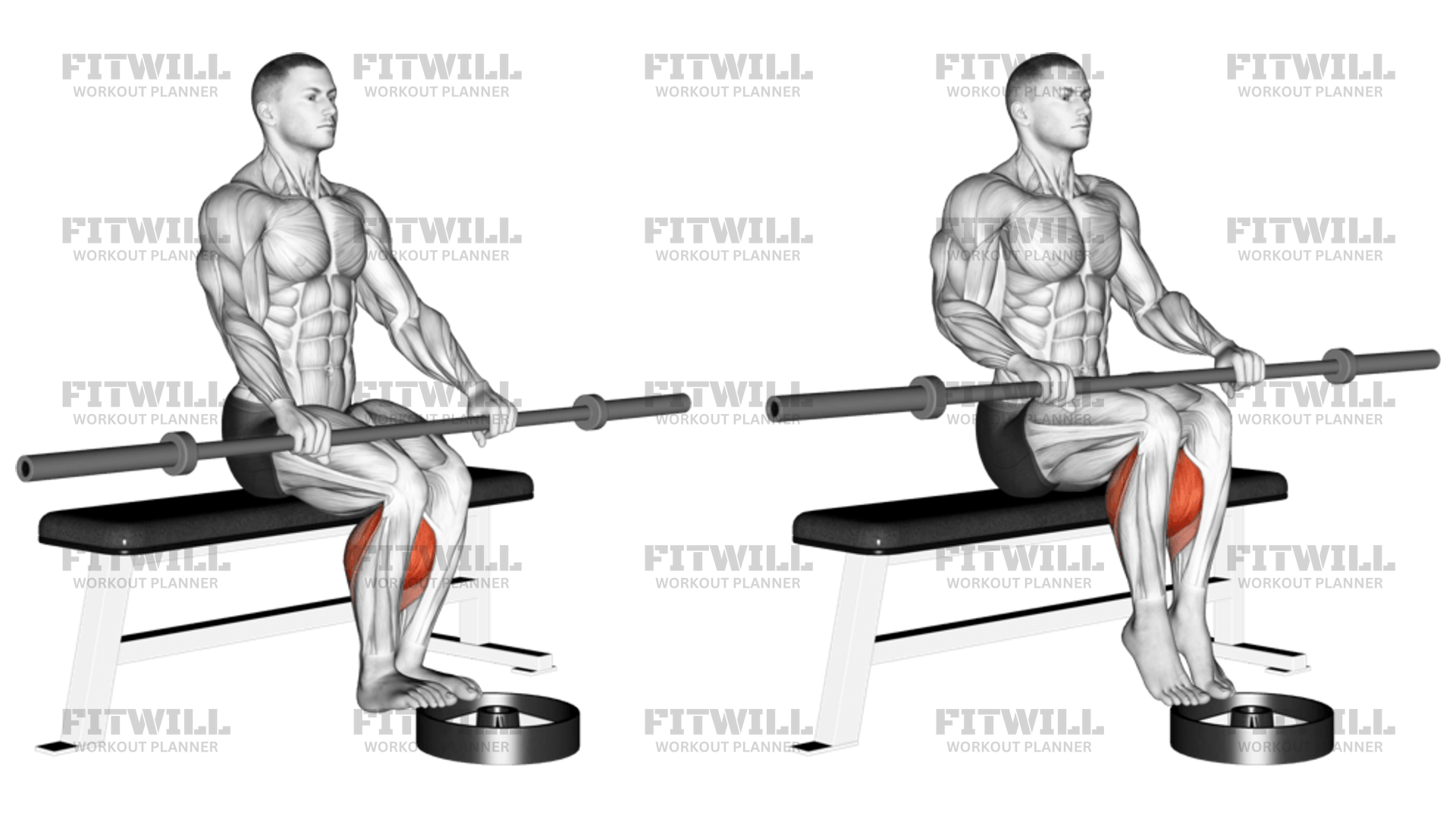 Barbell Seated Calf Raise: Exercise Guide, Techniques, Benefits, How to ...