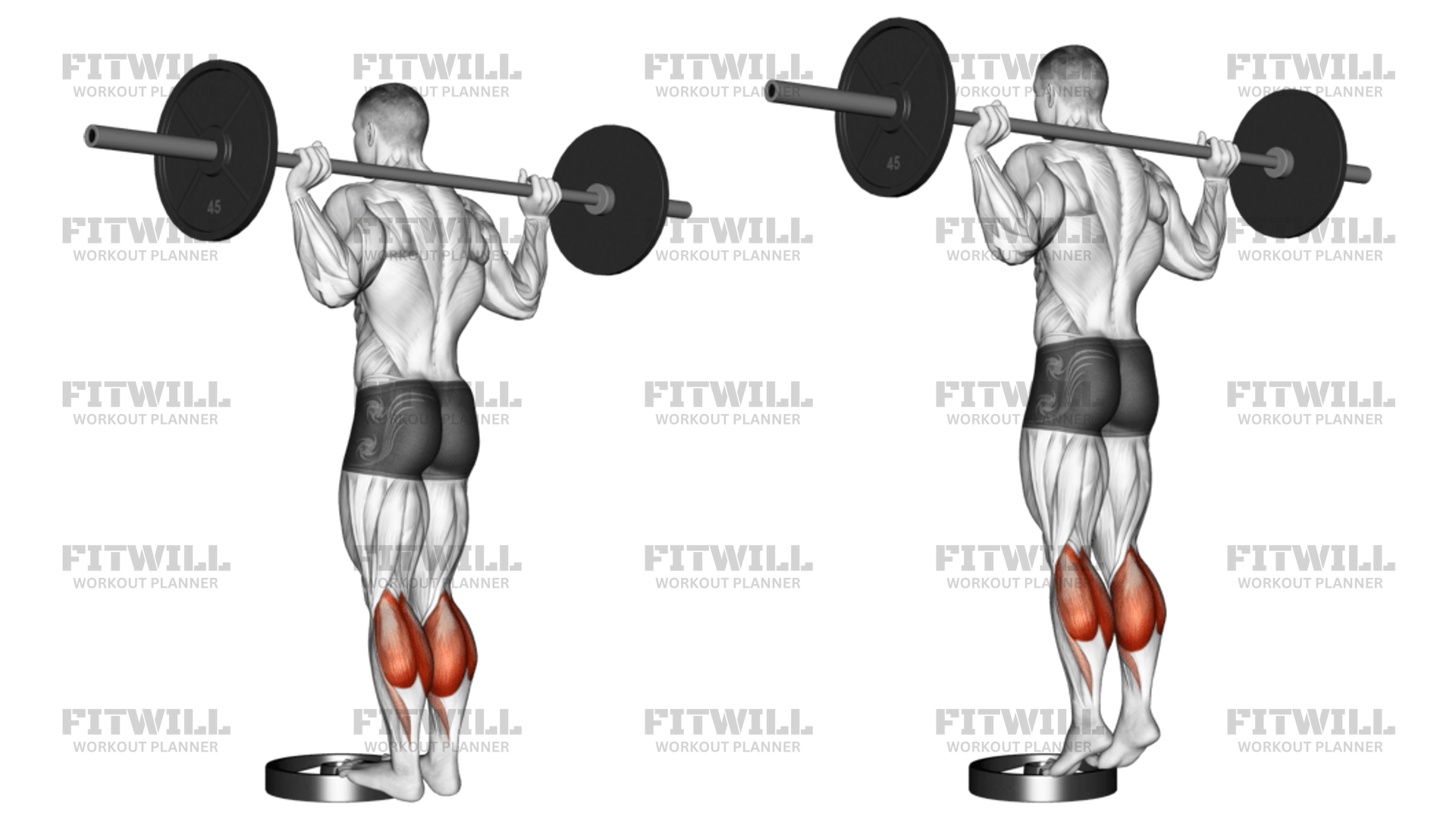 Elevación De Gemelos De Pie Con Barra: Guía de Ejercicios, Video ...