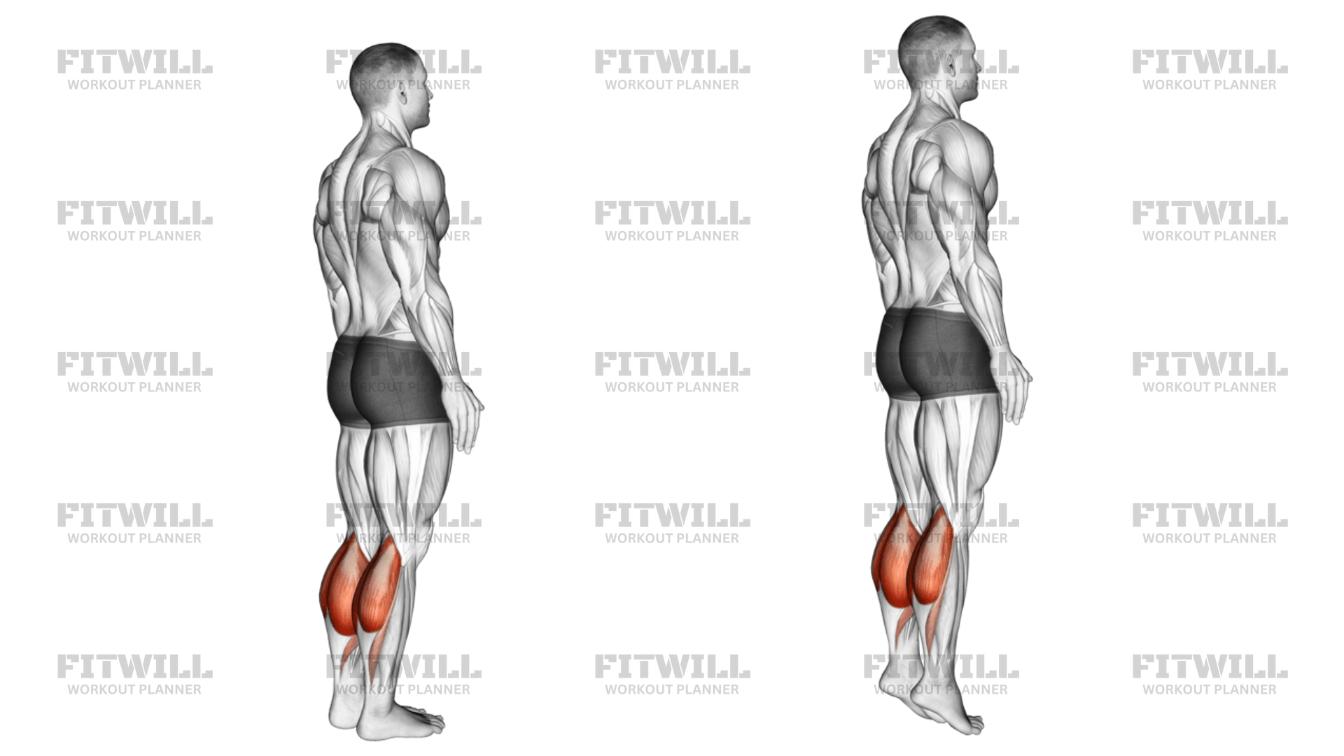 Standing Calf Raise: Exercise Guide, Video, Techniques, Benefits, How ...