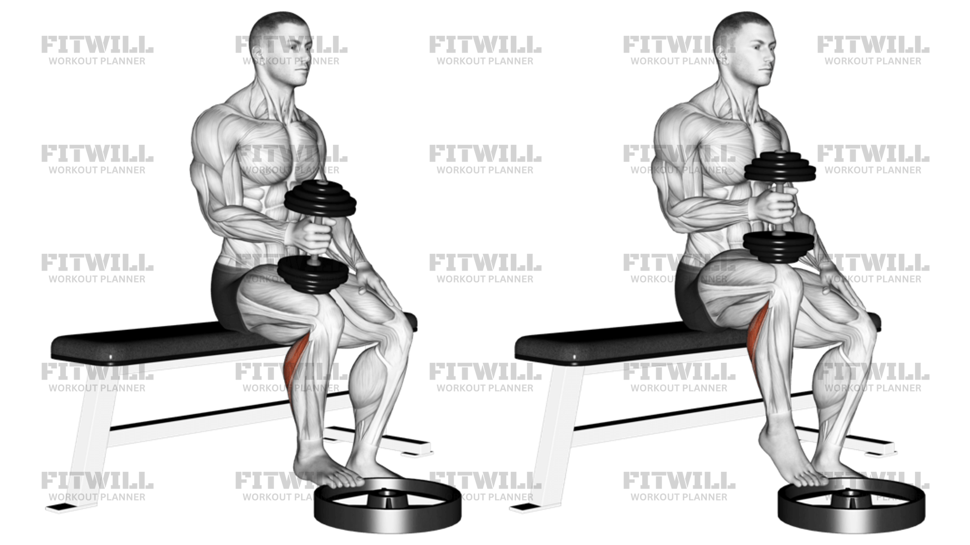 Dumbbell Seated One Leg Calf Raise - Hammer Grip: Exercise Guide, Video ...