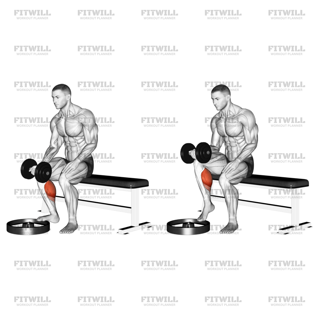 Élévation Du Mollet Assis Sur Une Jambe Avec Haltère - Paume Vers Le ...