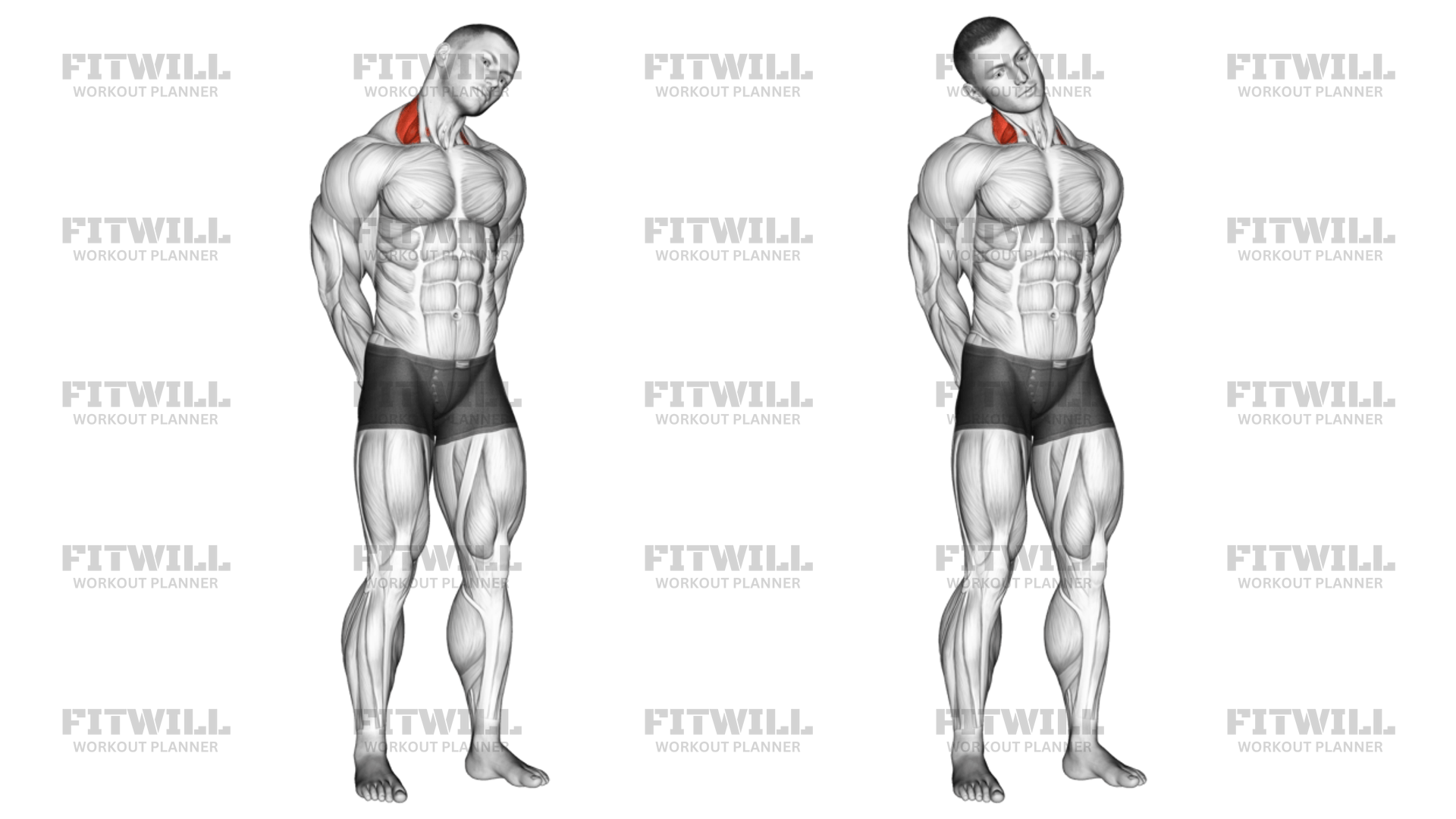 Neck Side Stretch: Exercise Guide, Video, Techniques, Benefits, How to, Muscles Worked, Tips ...