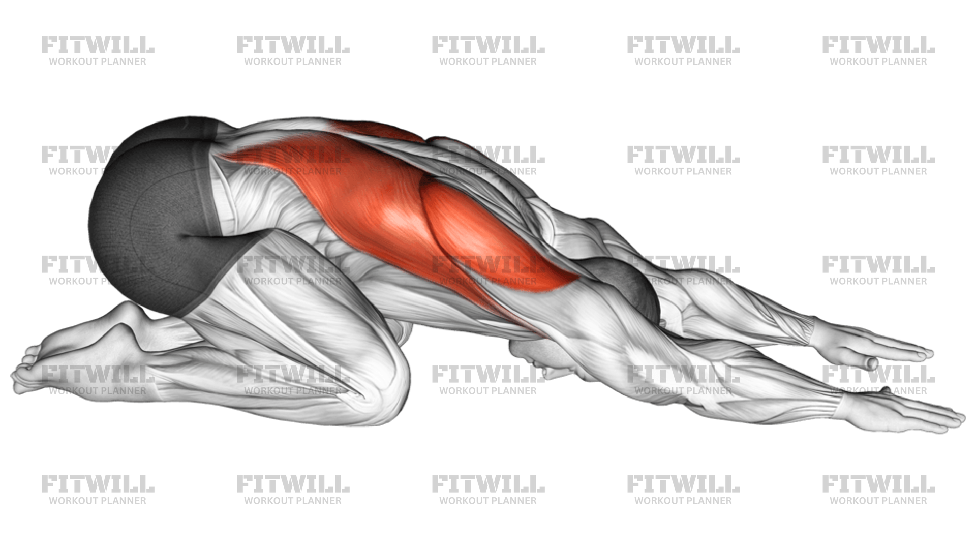 Back Stretch: Exercise Guide, Techniques, Benefits, How to, Muscles ...