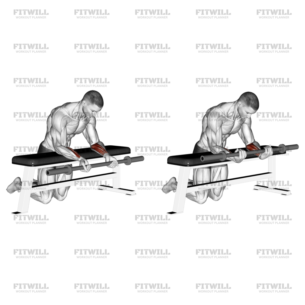 Barbell Palms Up Wrist Curl Over A Bench: Exercise Guide, Techniques ...