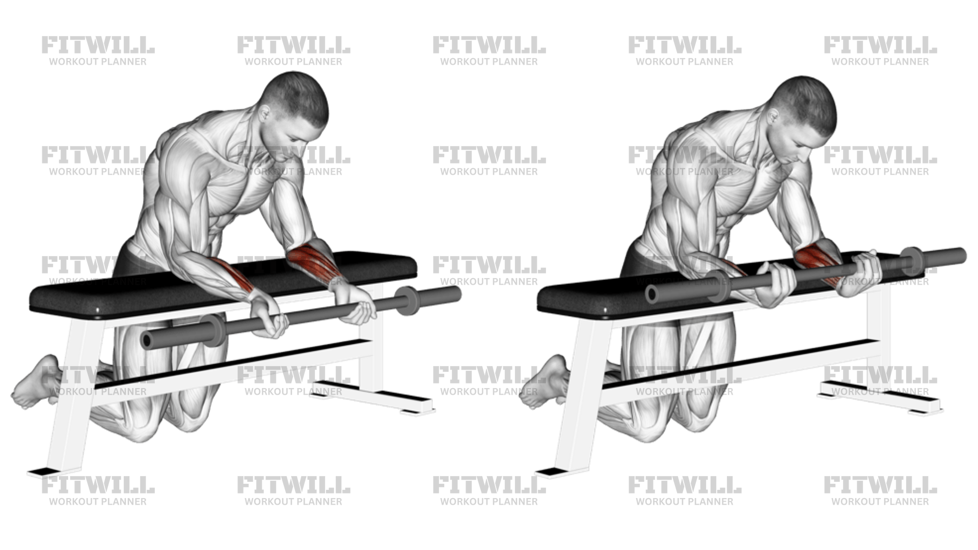 Barbell Palms Up Wrist Curl Over A Bench: Exercise Guide, Techniques ...
