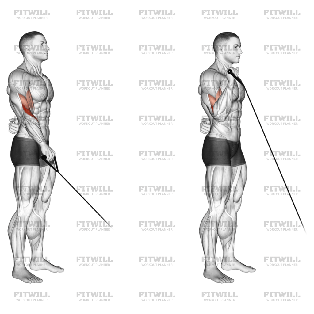 Cable Reverse One Arm Curl: Exercise Guide, Techniques, Benefits, How ...