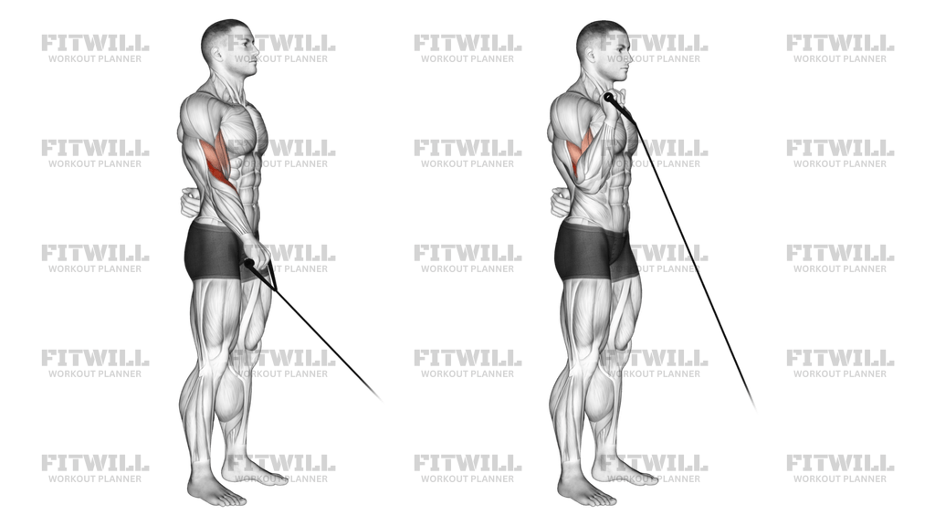 Cable Reverse One-Arm Curl: Exercise Guide, Techniques, Benefits, How ...