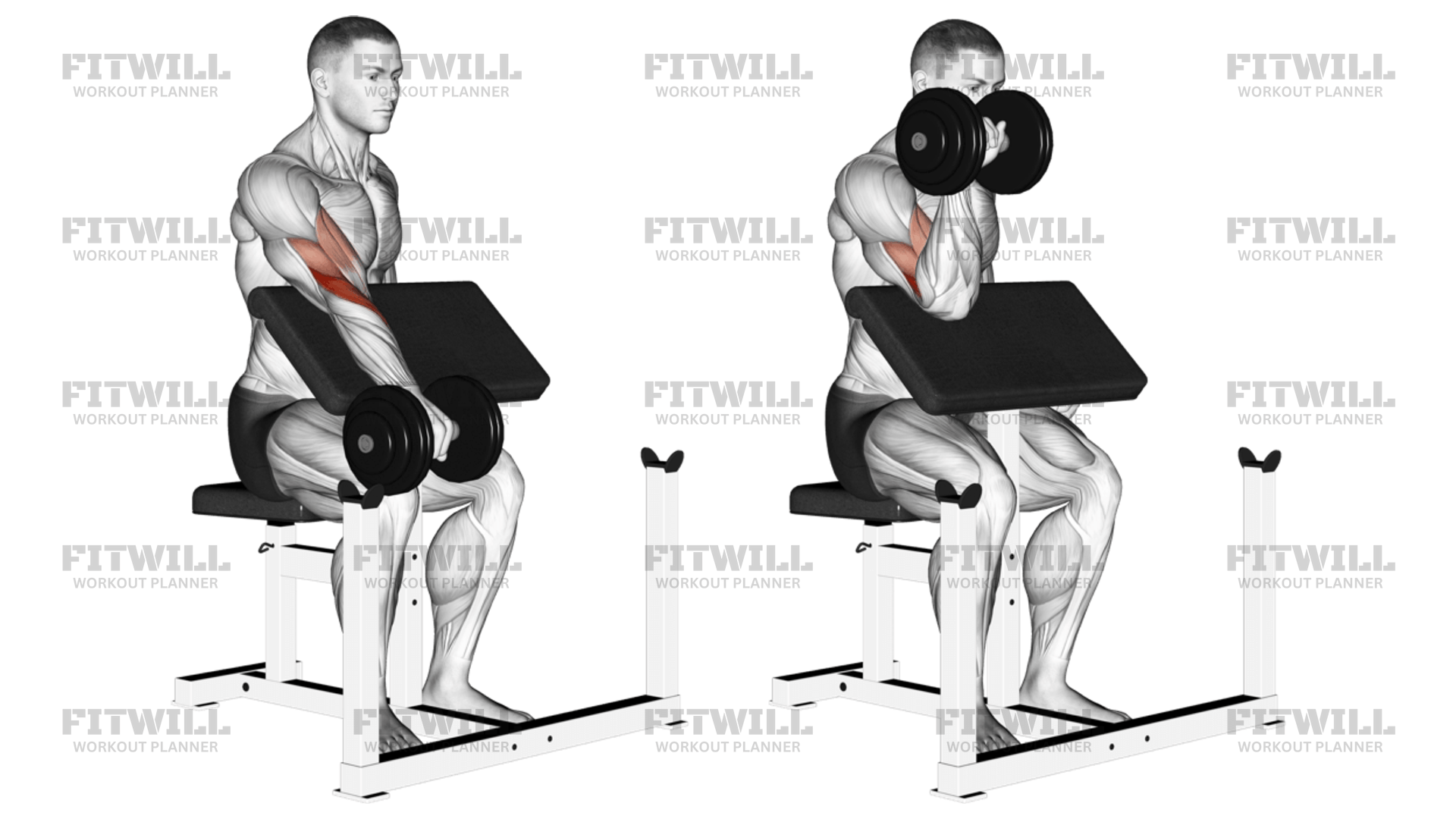 Dumbbell One Arm Reverse Preacher Curl: Exercise Guide, Video ...
