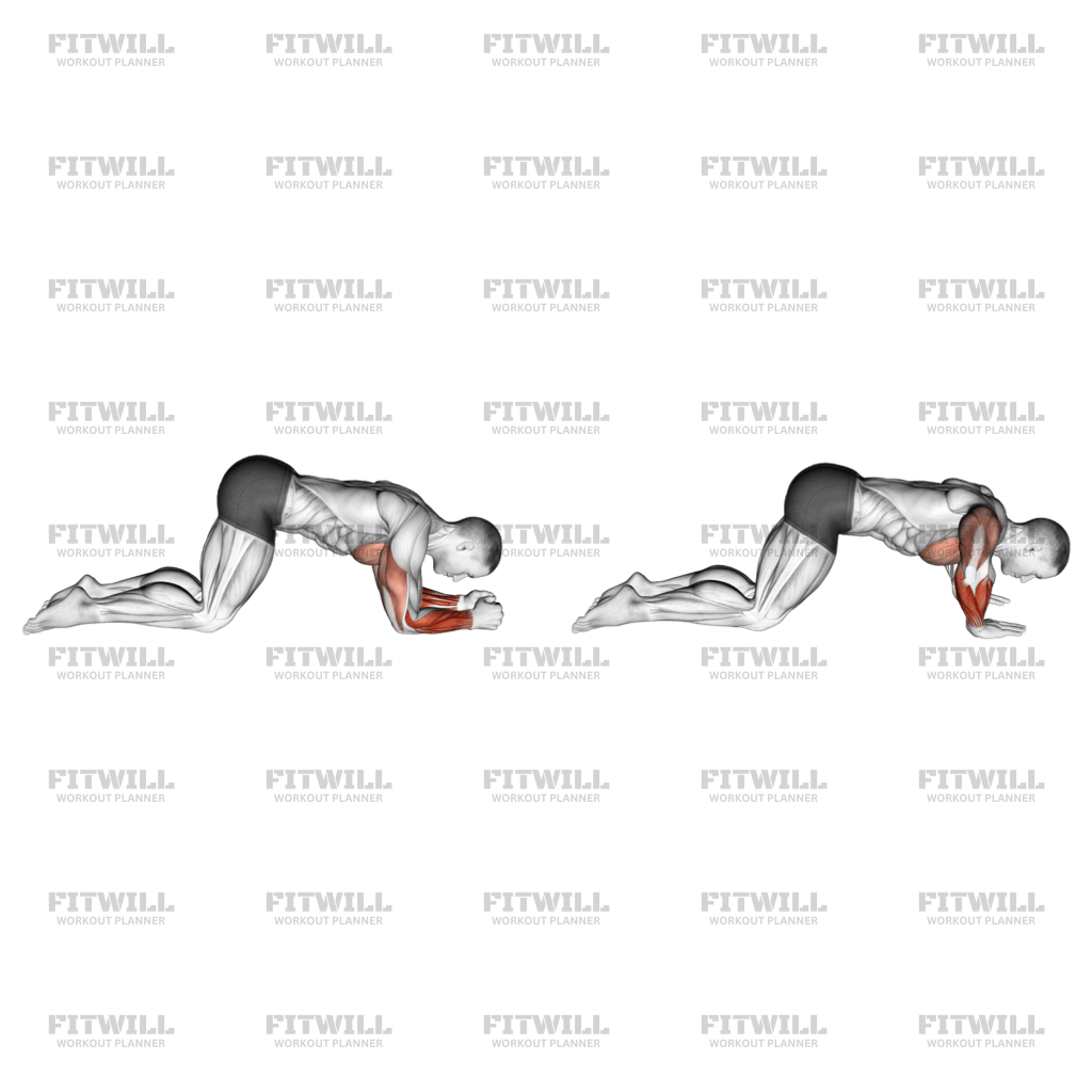 Modified Push Up To Forearms: Exercise Guide, Techniques, Benefits, How ...