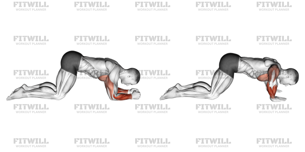 Modified Push Up To Forearms: Exercise Guide, Techniques, Benefits, How ...